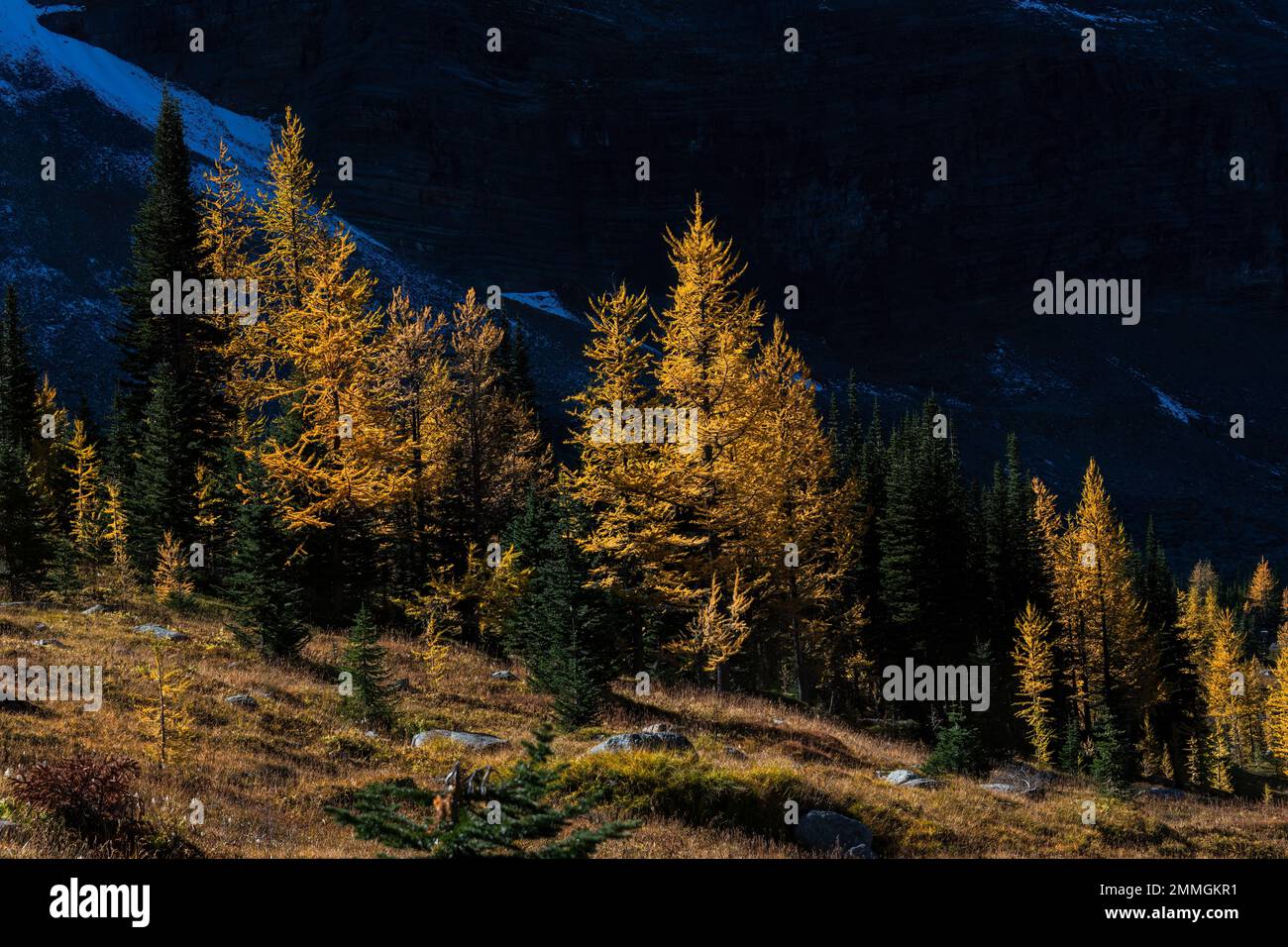Bright yellow larch trees against the mountain background. Lake O’Hara ...