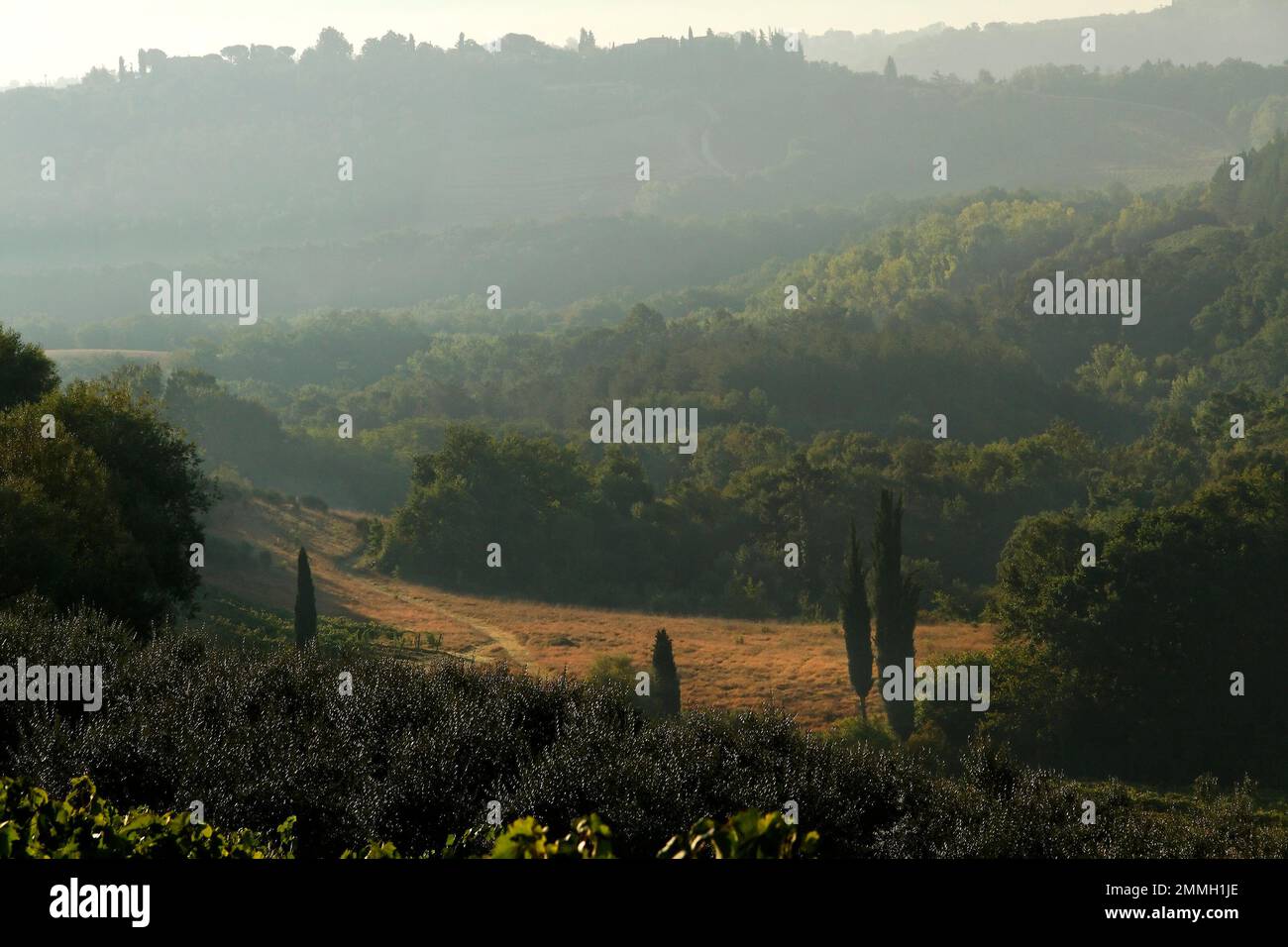 Tuscanian landscape, path through a valley with cypress-trees, hills in ...