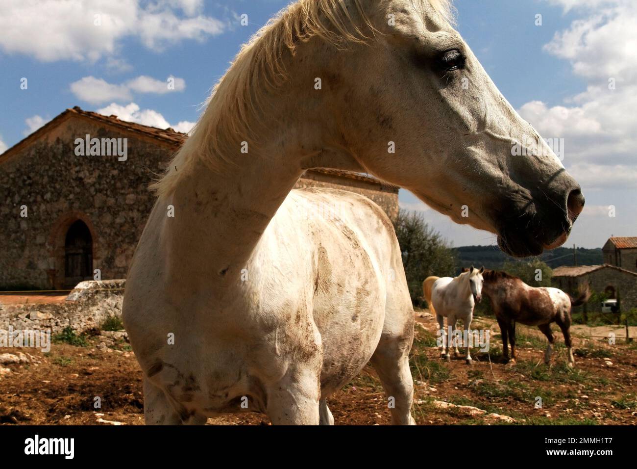 Tuscanian horse hi-res stock photography and images - Alamy