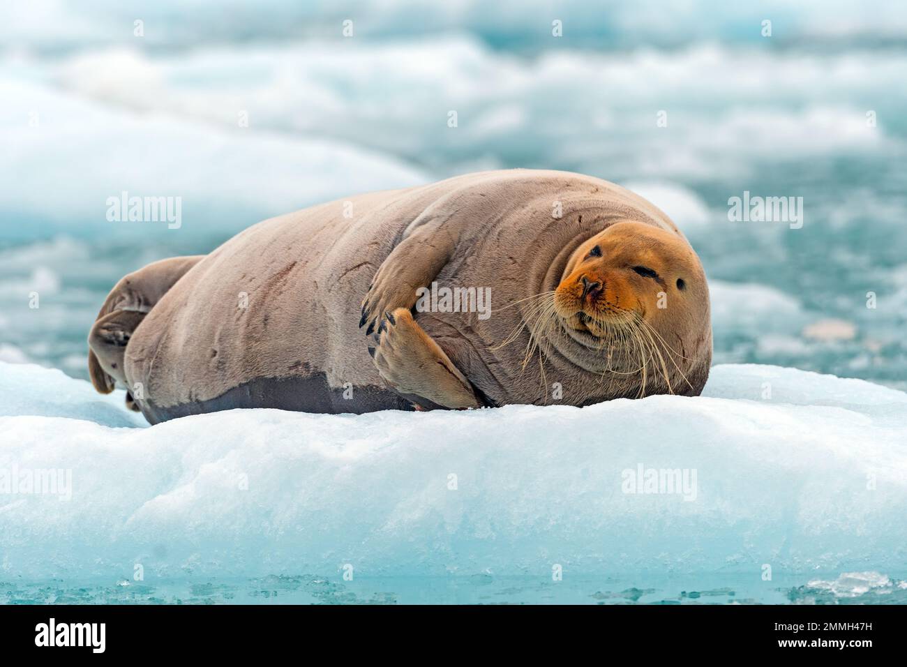 Bearded Seal Lounging on an Ice Floe at Lilliehookfjorden in the ...