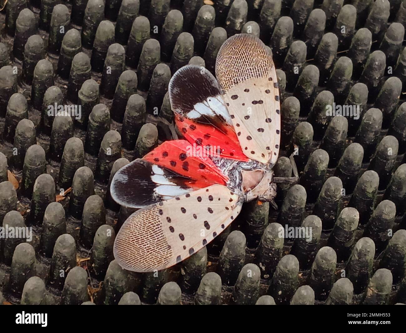 Spotted Lanternfly at Fort Indiantown Gap, Pa. Sept. 18, 2022. Spotted ...