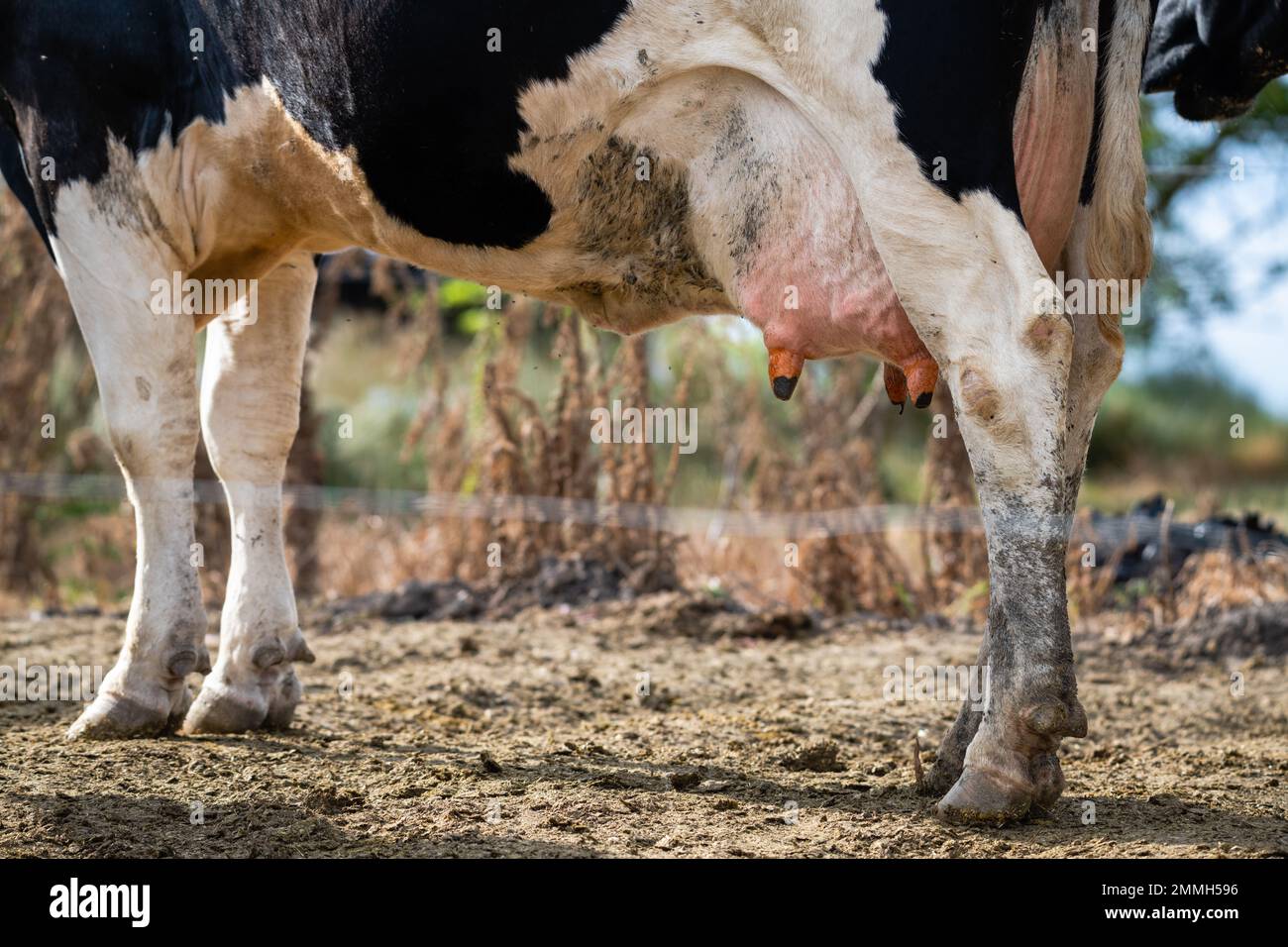 Detail of the legs of a line of cows going to graze in a field in ...