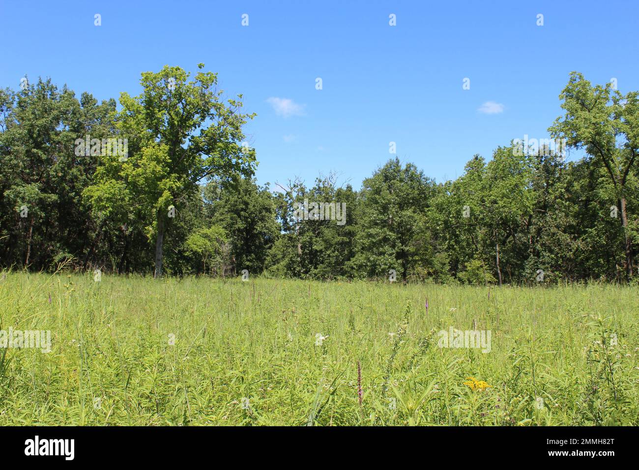 Miami Woods restored tallgrass prairie with trees in the background and ...