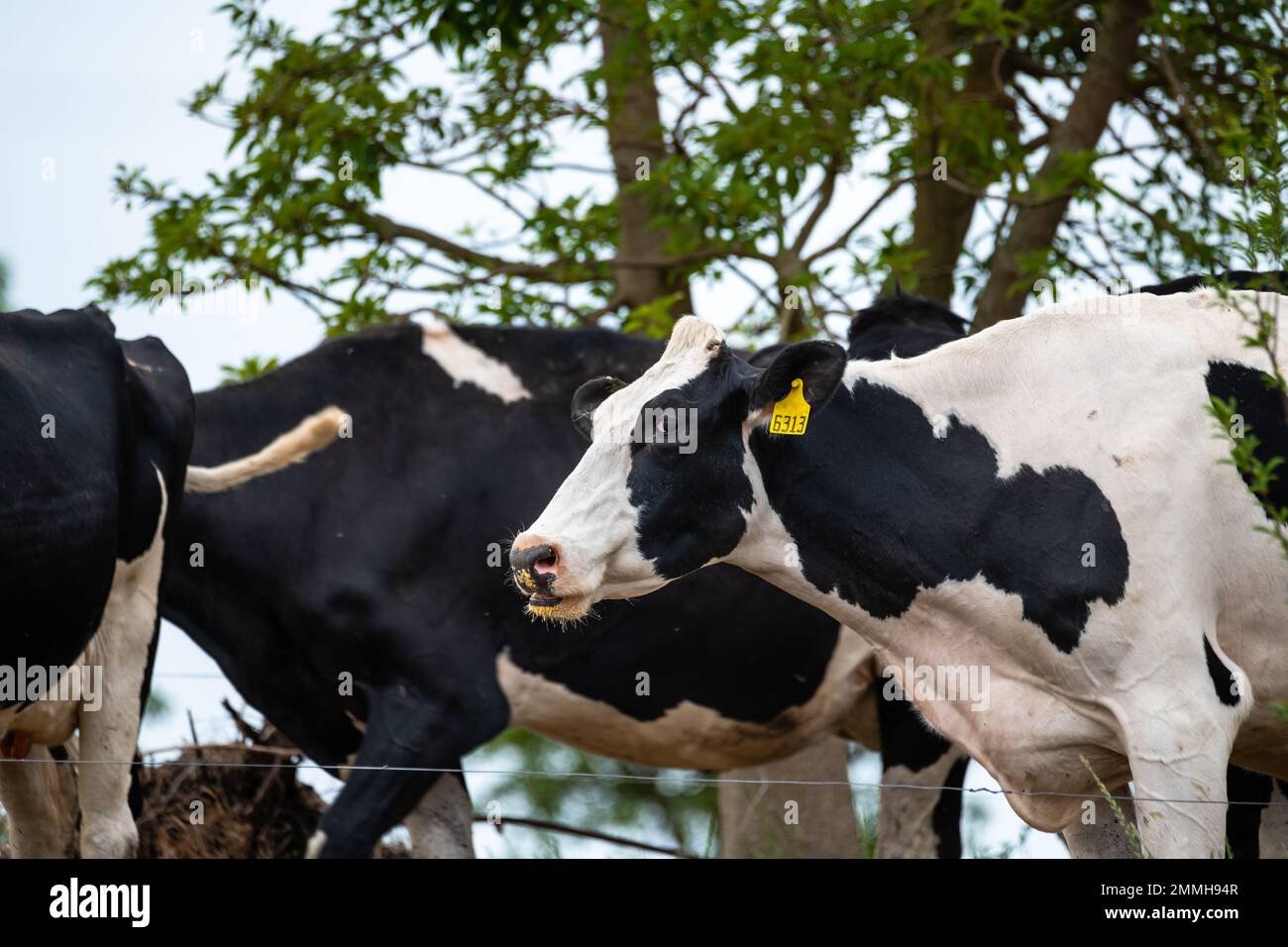 multiple cows hollando leaving the farm heading to eat pastures Stock ...