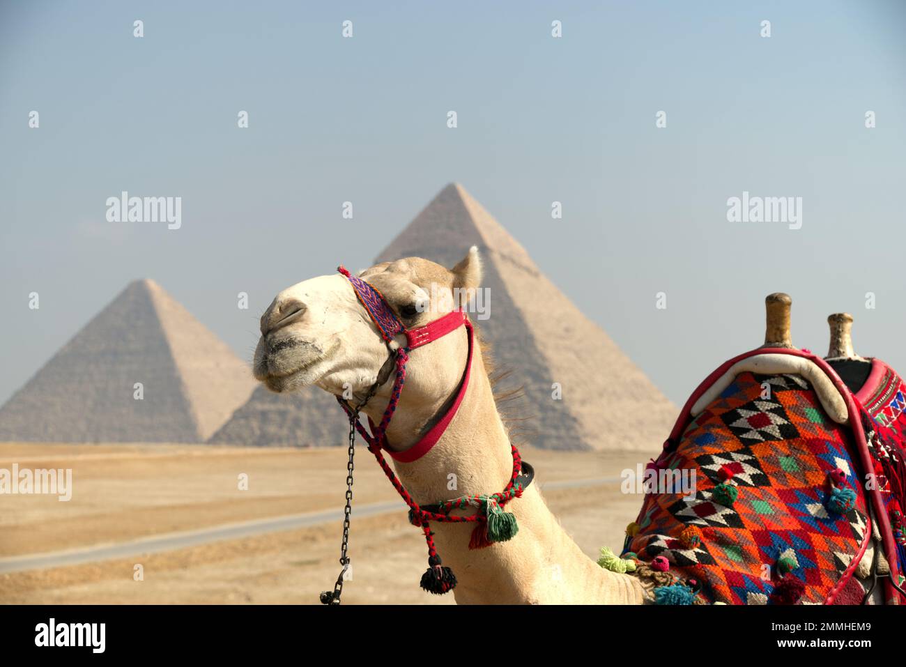 Camel in front of Egyptian Pyramids of Giza Stock Photo - Alamy