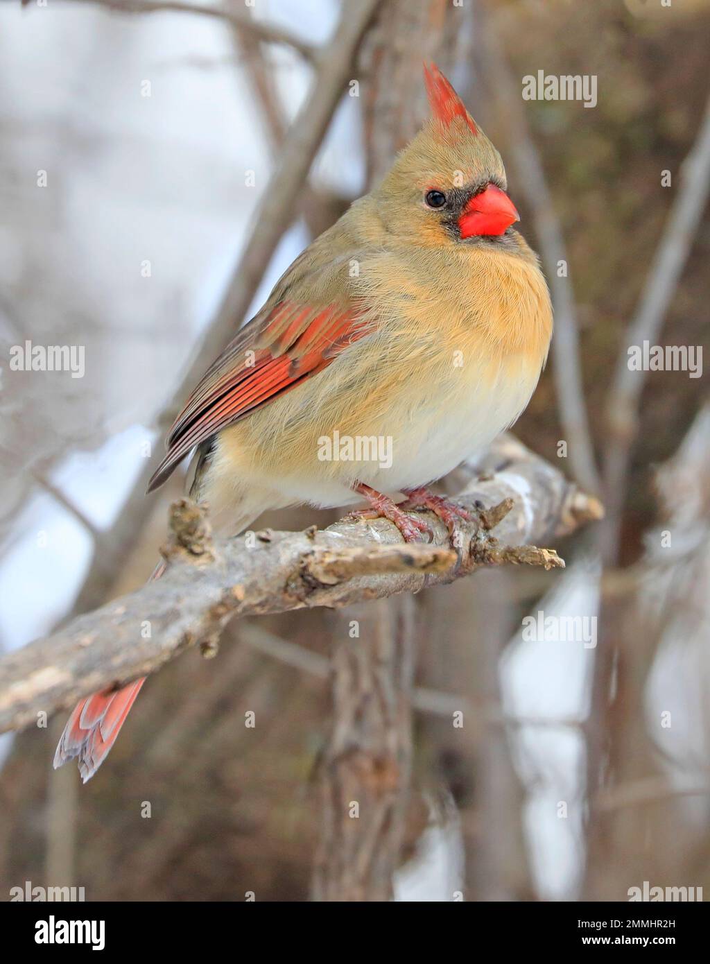 Northern Cardinal female sitting on a tree branch, Quebec, Canada Stock ...