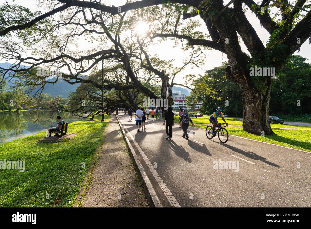 Raintree hi-res stock photography and images - Alamy