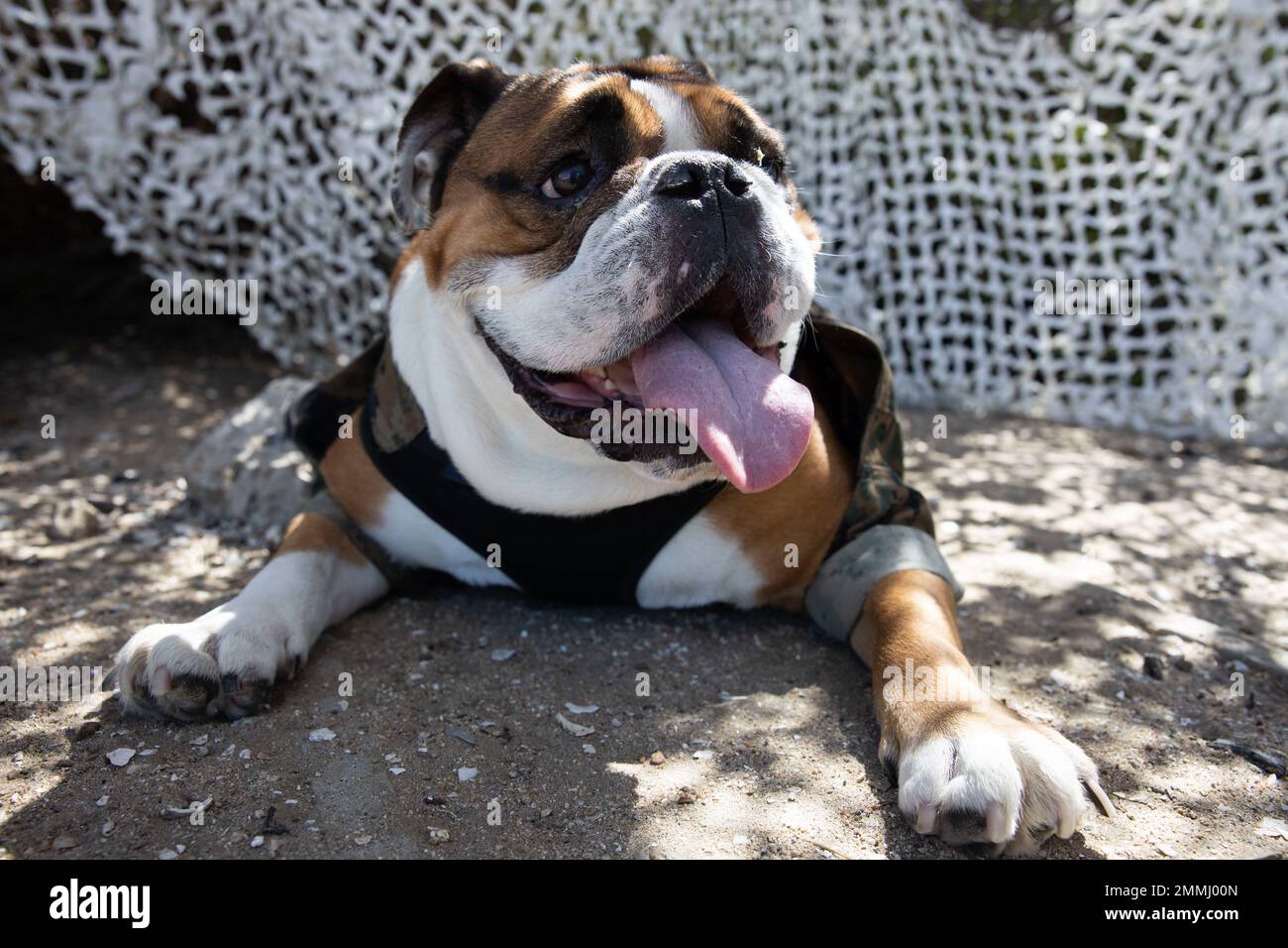 U.S Marine Corps Cpl. Manny, the mascot of Marine Corps Recruit Depot ...
