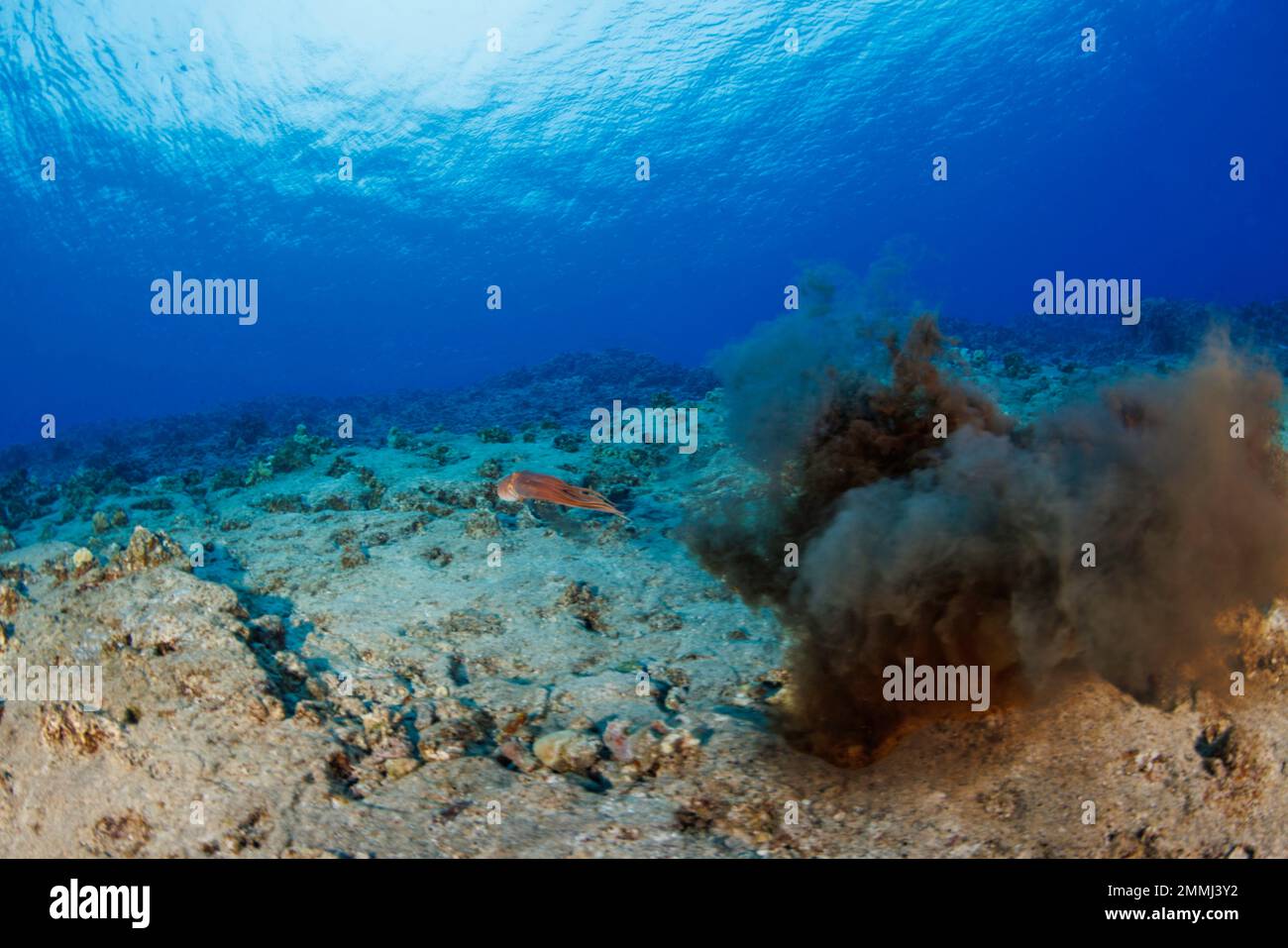 This day octopus, Octopus cyanea, has released an ink cloud and is ...