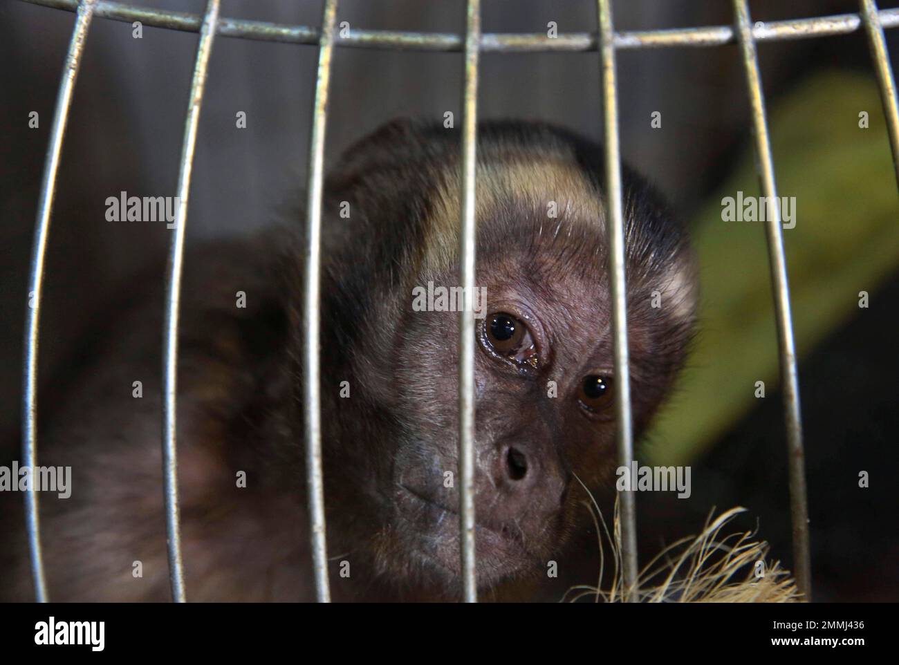 A rescued capuchin monkey looks through the bars of his metal cage at ...