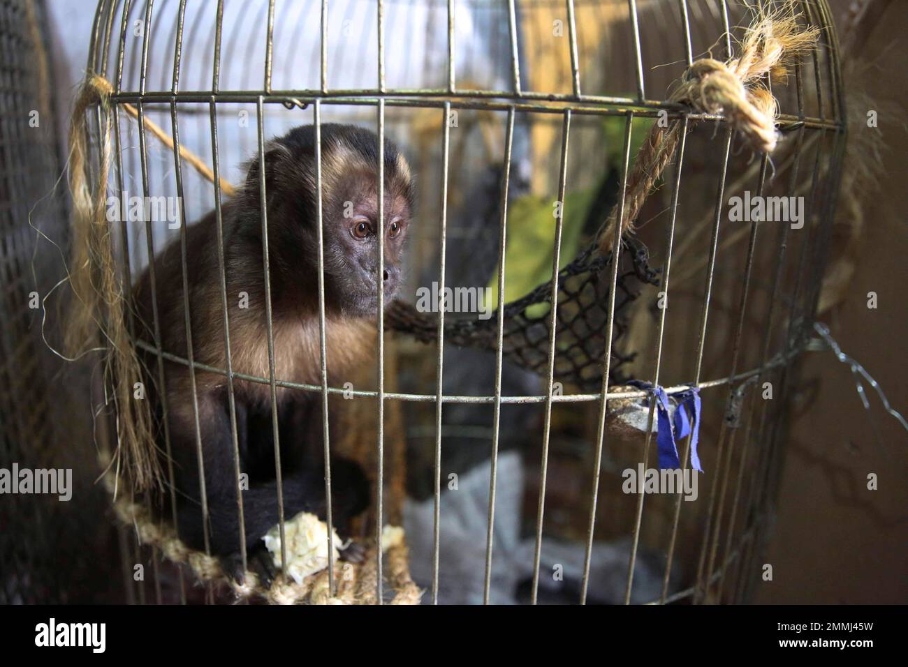 A rescued capuchin monkey looks through the bars of his metal cage at ...
