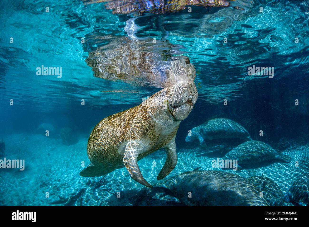 Endangered Florida Manatees, Trichechus manatus latirostris, gather at ...