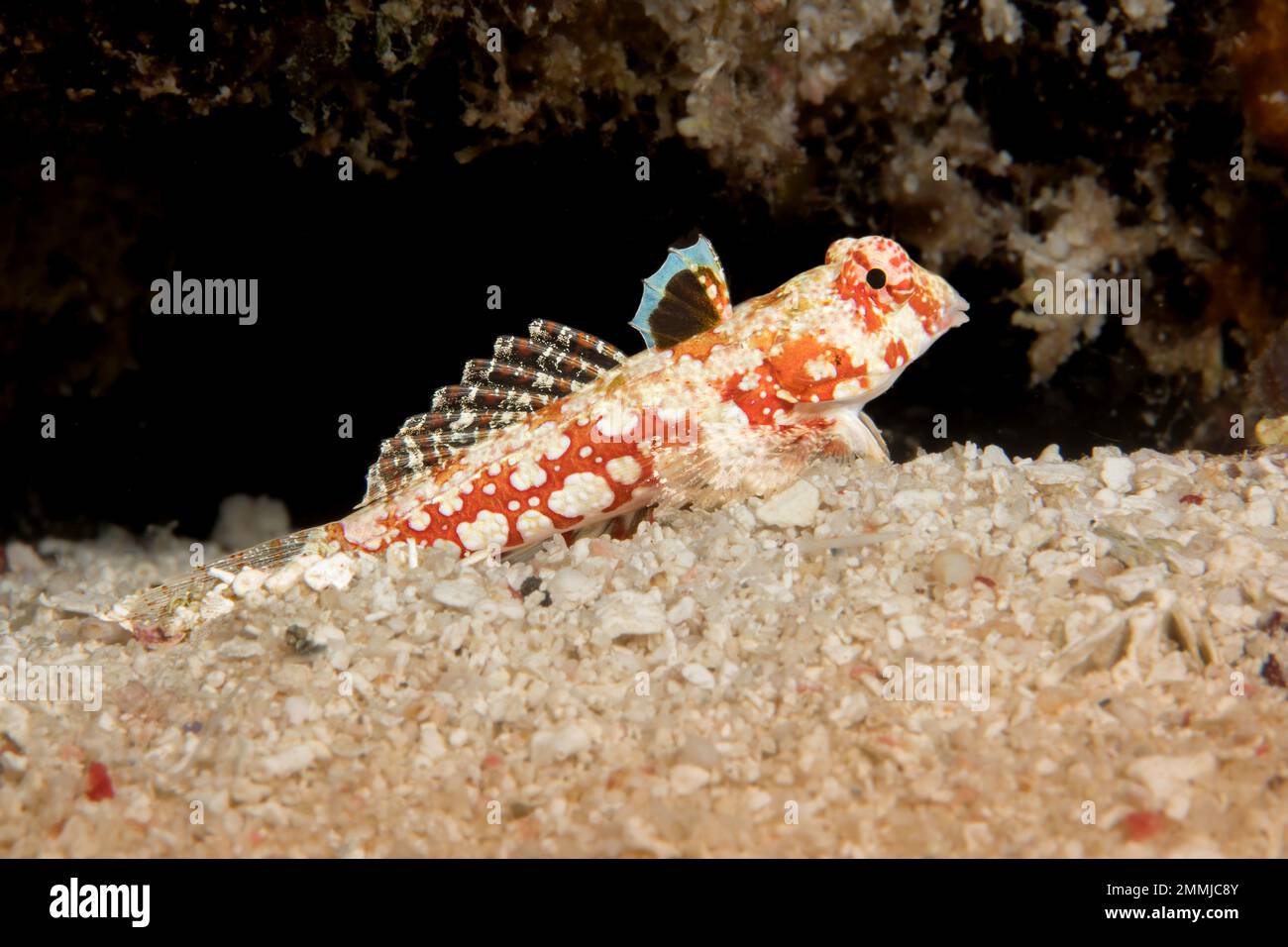 The juvenile starry dragonet, Synchiropus stellatus, looks somewhat ...
