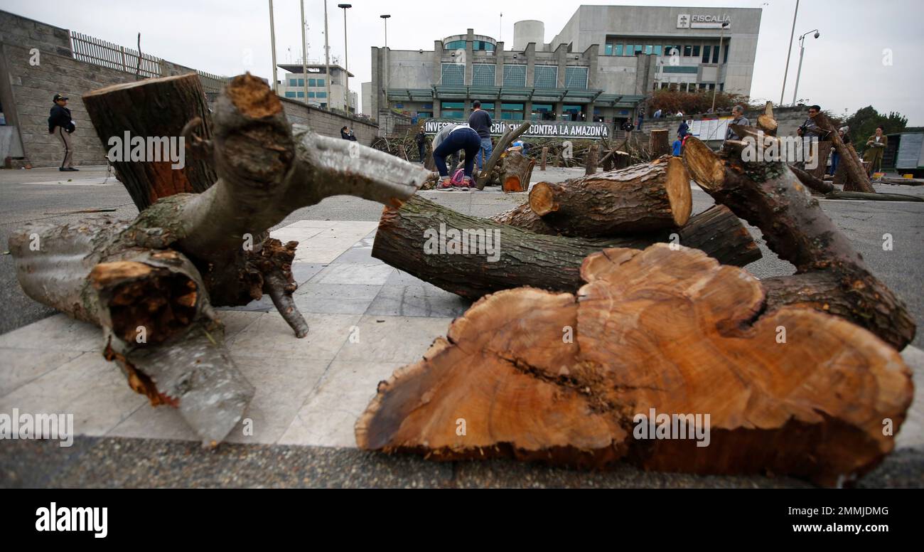 Activists place branches and trunks in front of the Attorney General's ...