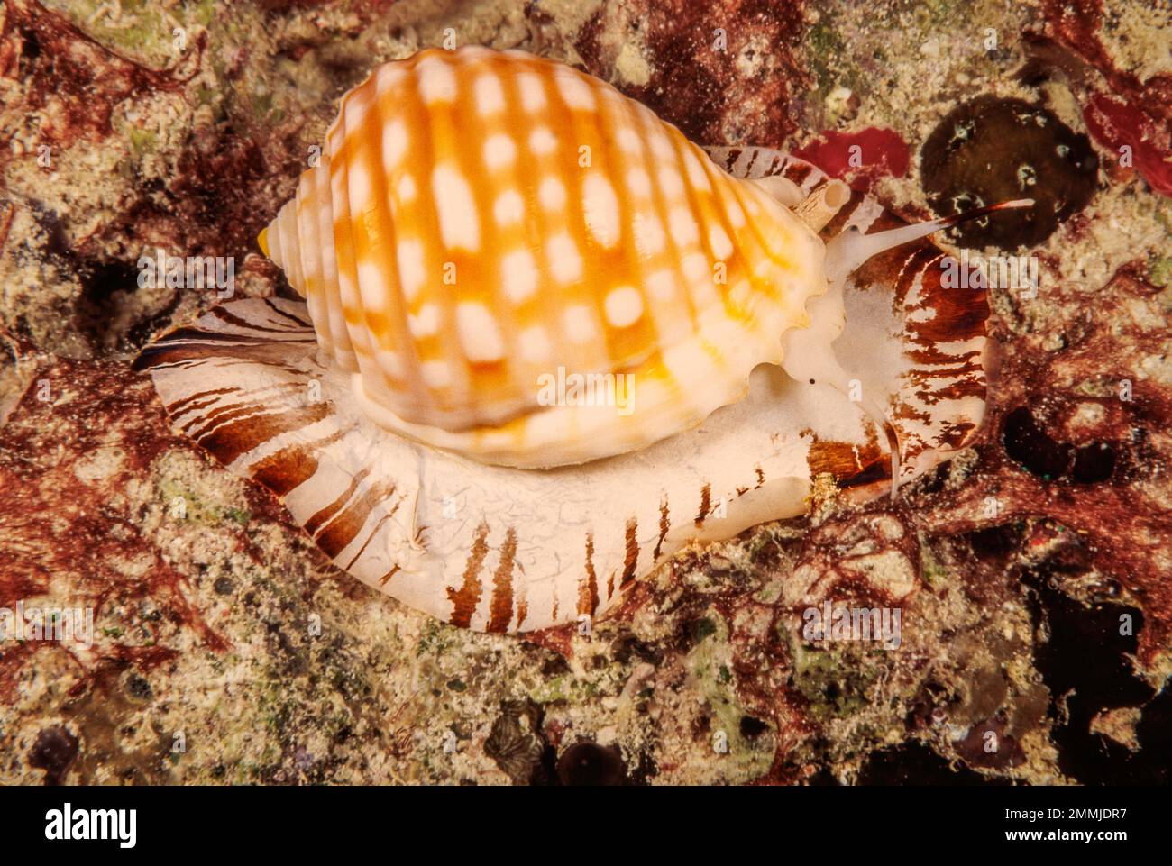 This Pacific grinning tun, Malea pomum, was captured moving about the ...