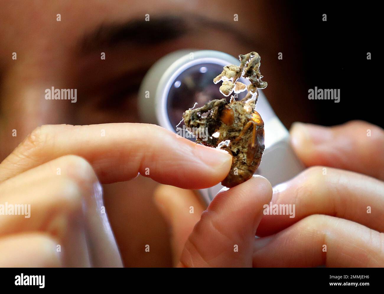 Scientist Ester Gaya examines the fungus Isaria sinclairii on an insect ...