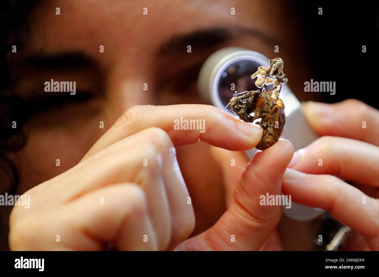 Scientist Ester Gaya examines the fungus Isaria sinclairii on an insect ...