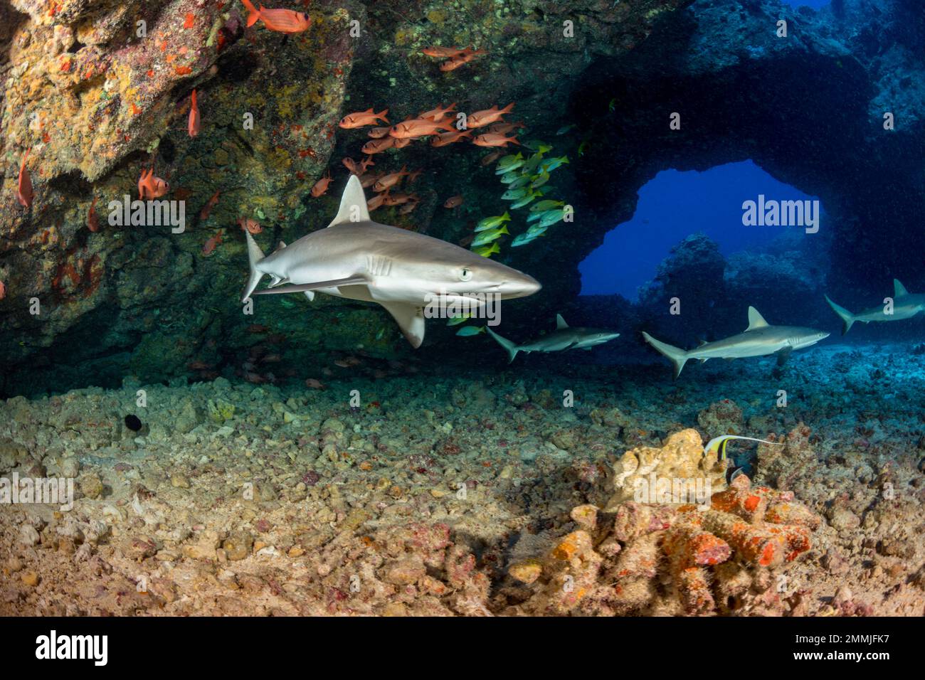Inshore fish species hi-res stock photography and images - Alamy