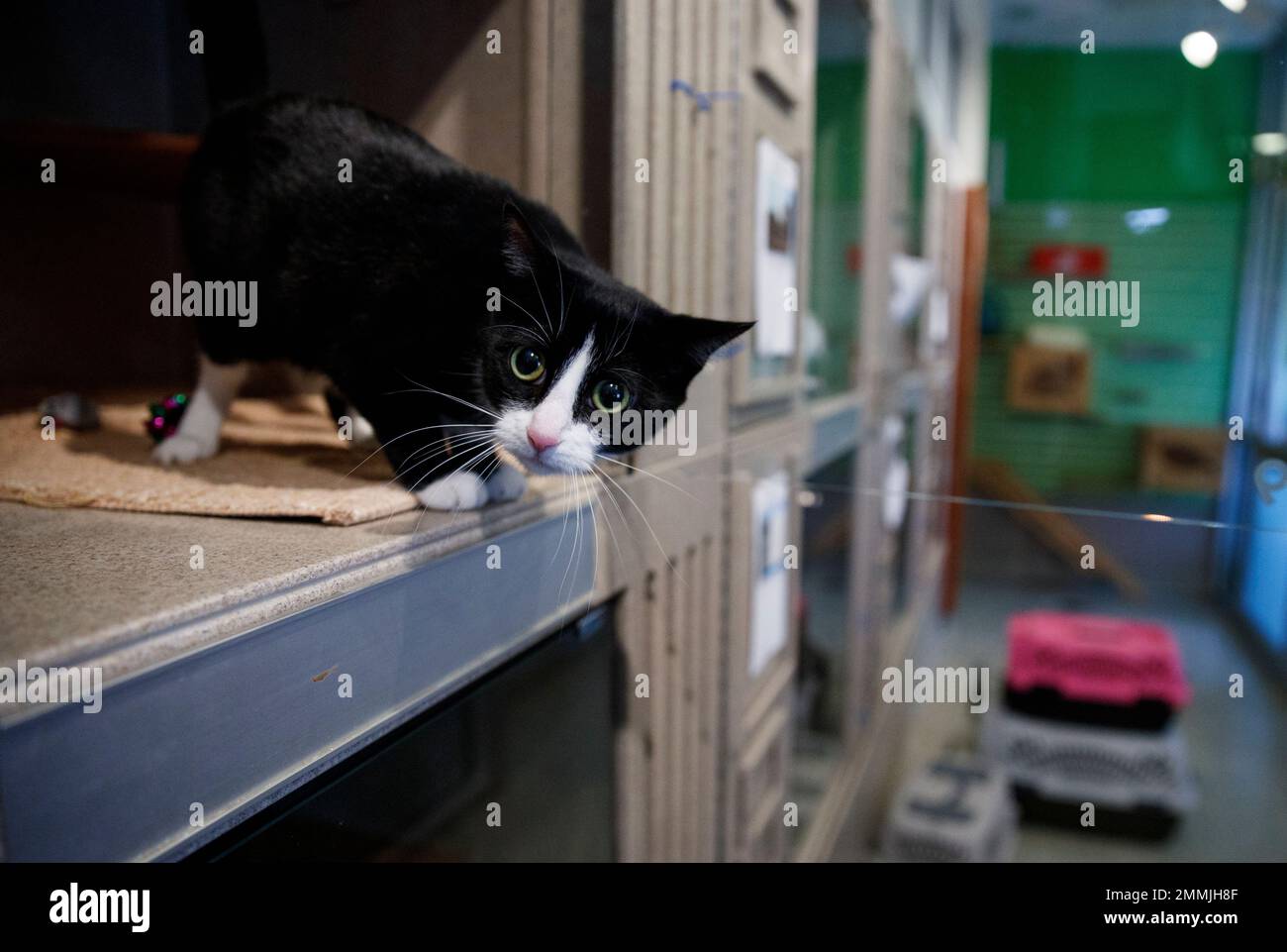 Miss Kitty, a four-year old short-haired cat, looks out from her new ...