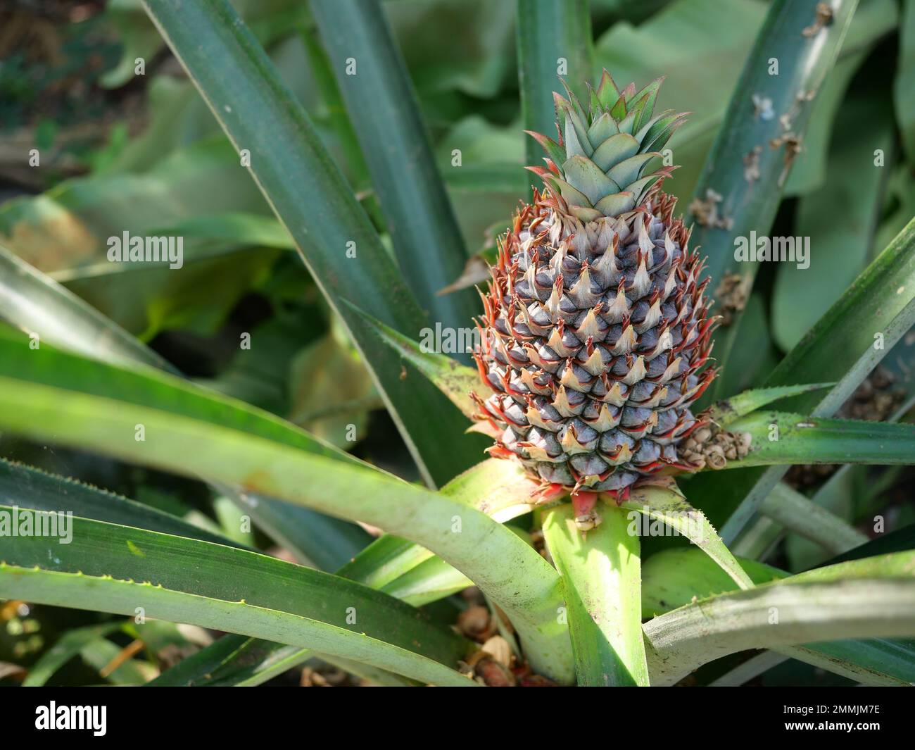 Young pineapple fruit on tree plant with natural green background ...