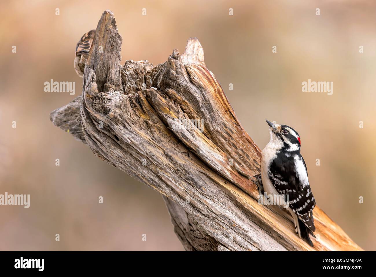 A Downy Woodpecker perches on a weathered log Stock Photo - Alamy