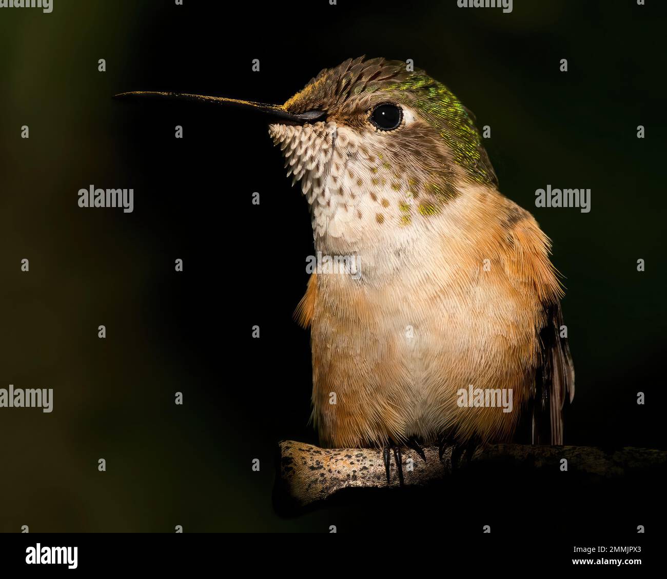 A broad-tailed hummingbird rests in the shade Stock Photo - Alamy
