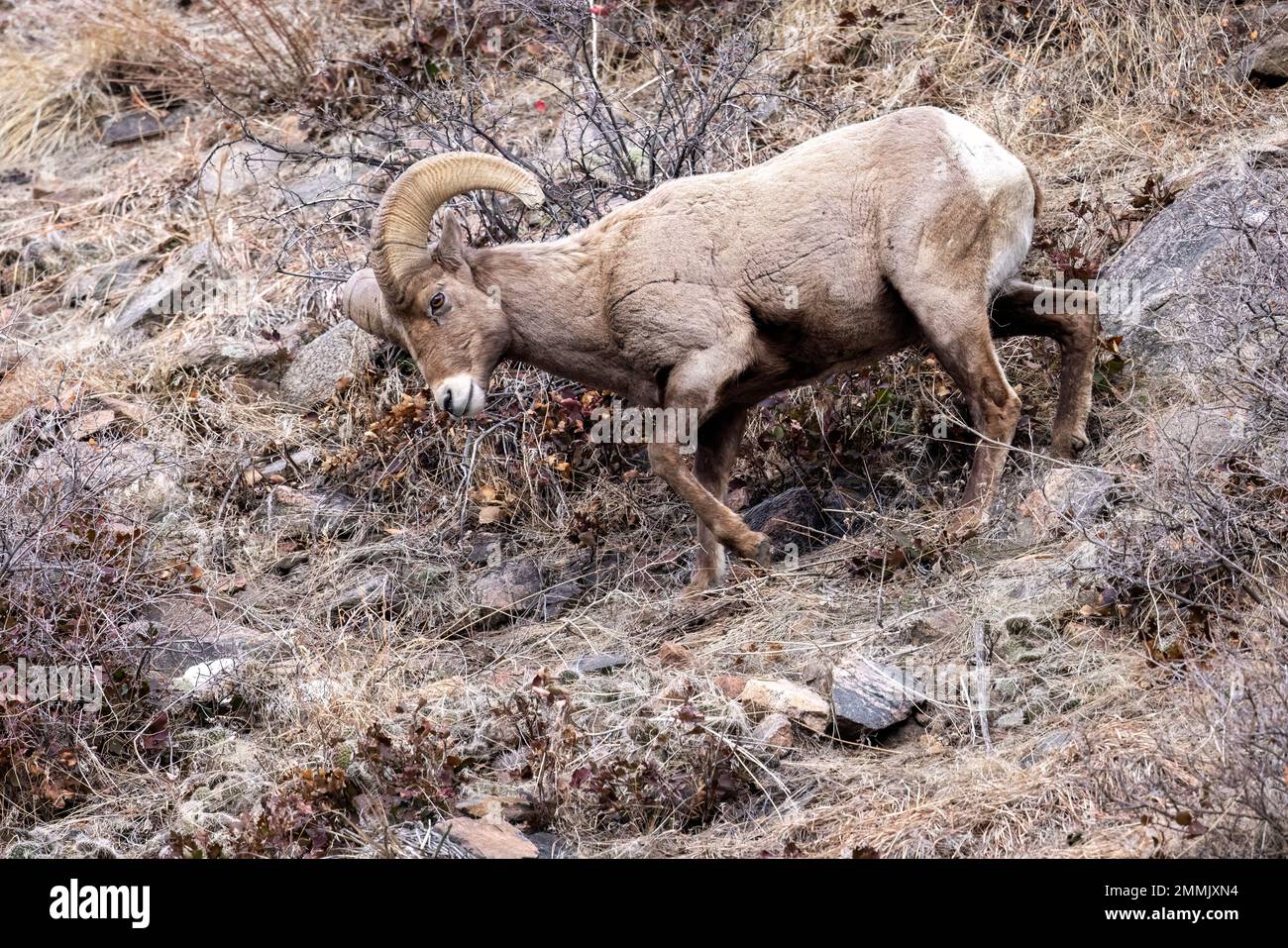Rocky Mountain Bighorn Sheep Ram (Ovis canadensis) in Clear Creek ...