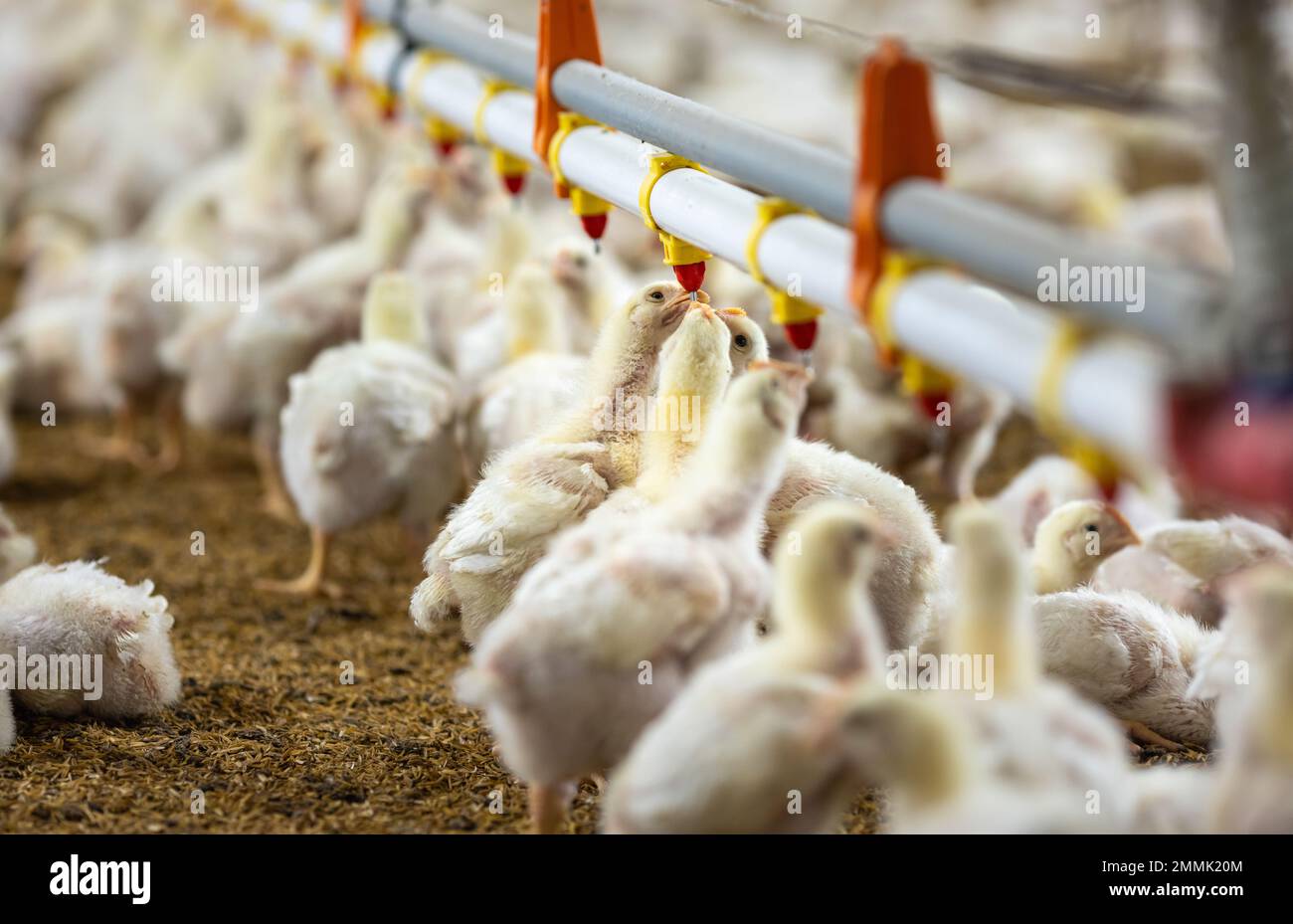 Chickens are drinking water in close farm, temperature and light ...
