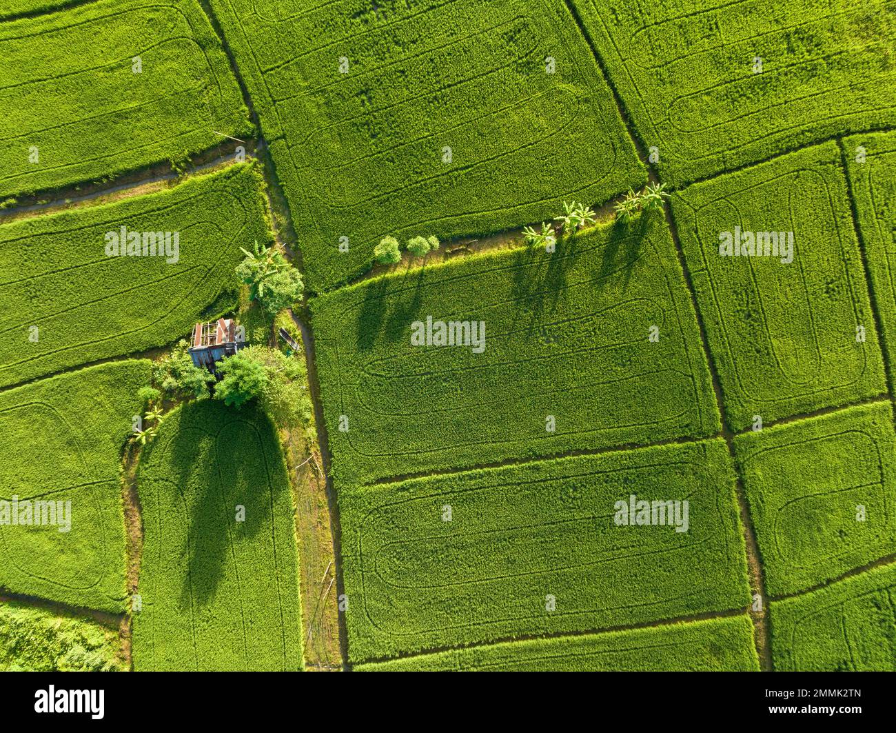 Aerial view of rice field in Thailand Stock Photo - Alamy