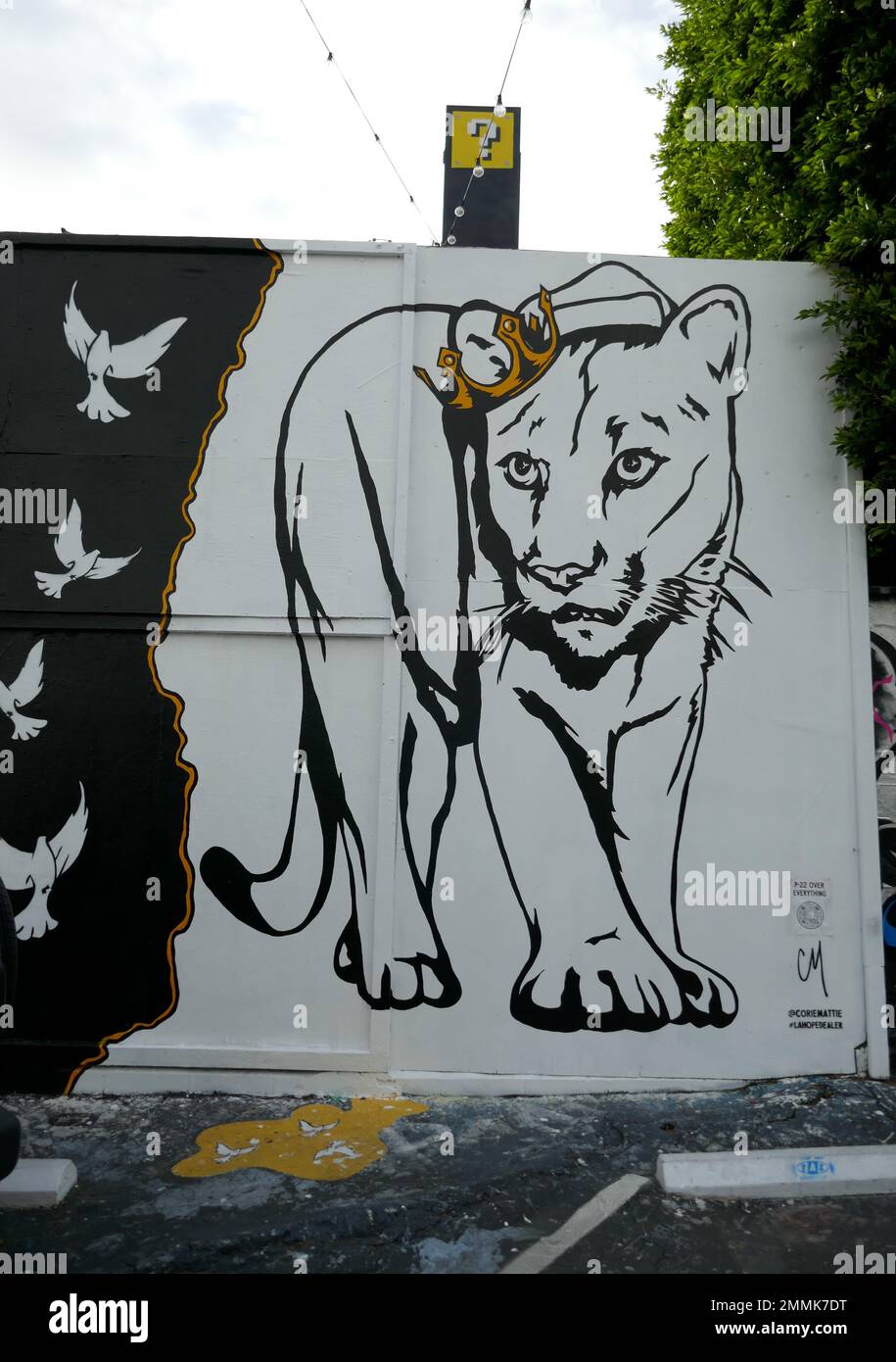 Los Angeles, California, USA 29th January 2023 P-22 Mountain Lion, P22 ...
