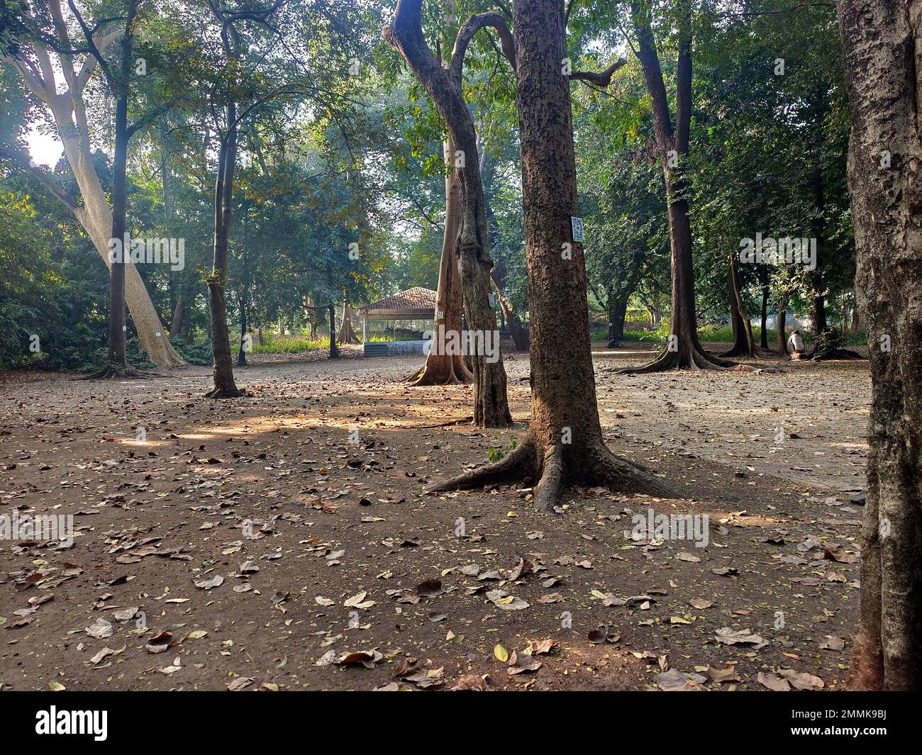 25 January 2023, Pune, India, Empress Botanical Garden, a green ...