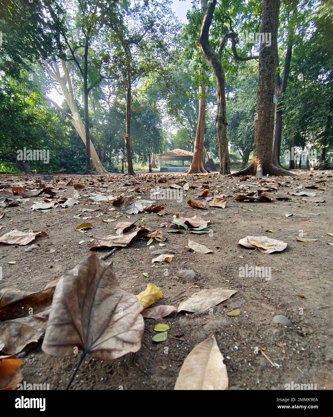 25 January 2023, Pune, India, Empress Botanical Garden, a green ...