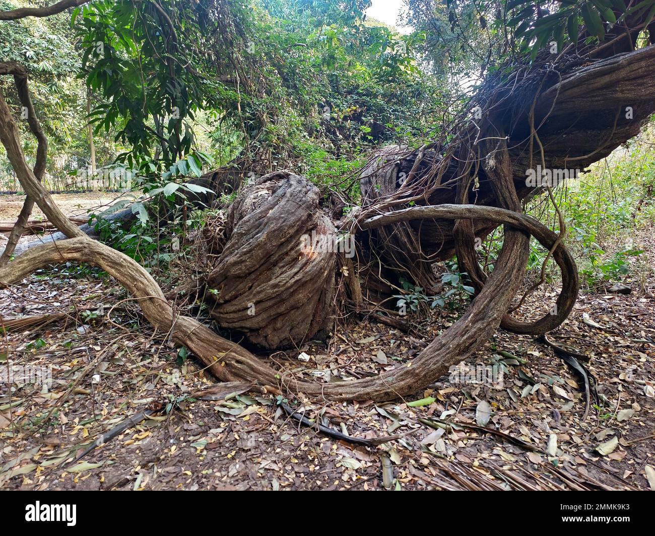 25 January 2023, Pune, India, Empress Botanical Garden, a green ...