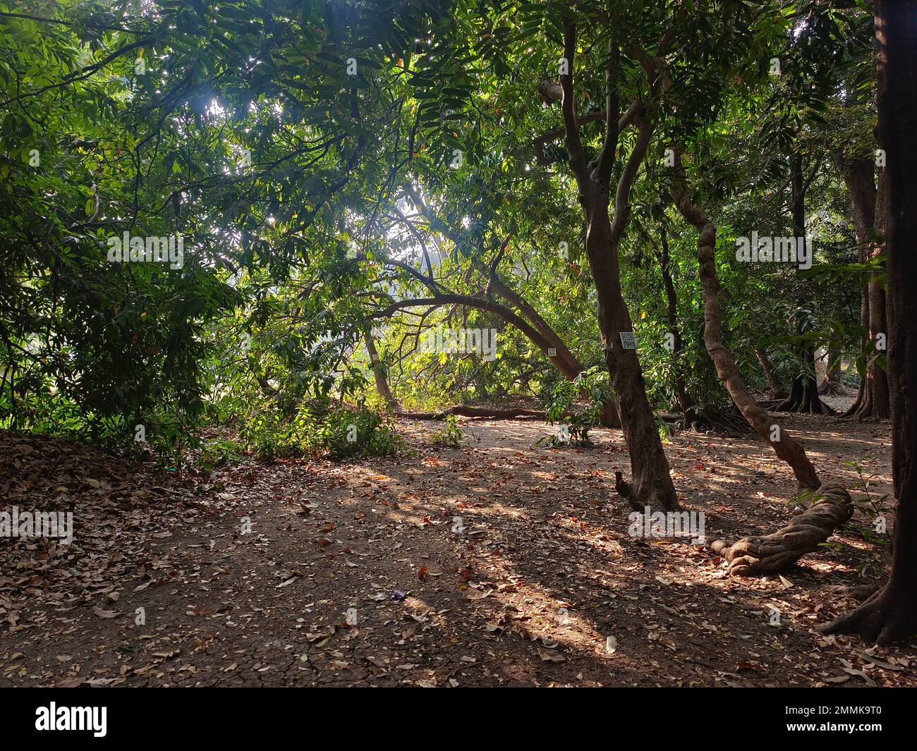 25 January 2023, Pune, India, Empress Botanical Garden, a green ...