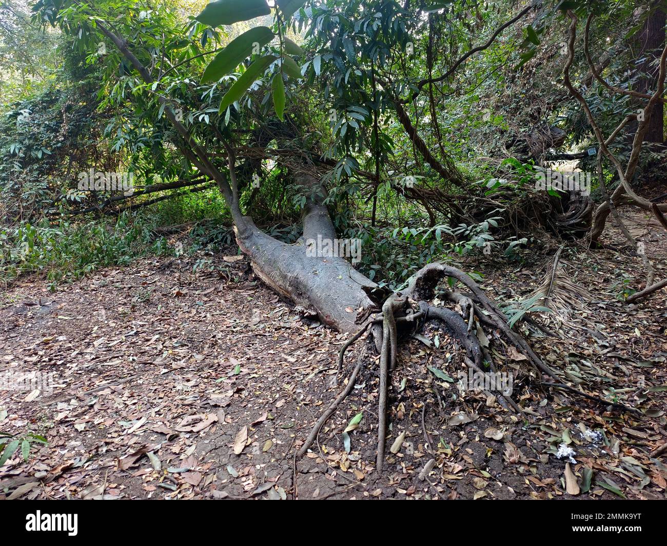 25 January 2023, Pune, India, Empress Botanical Garden, a green ...
