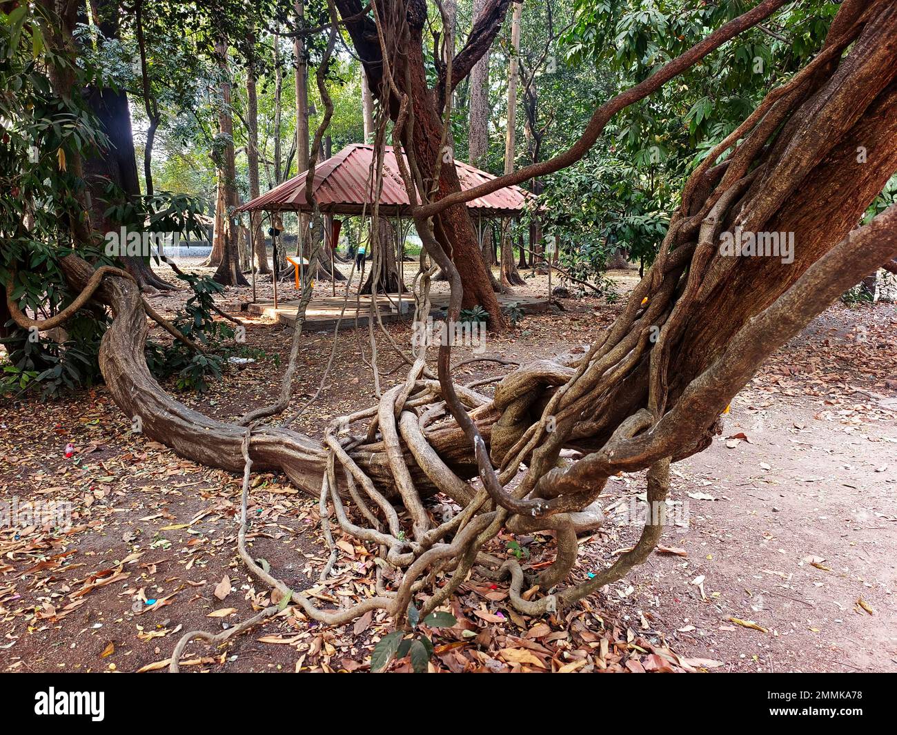 25 January 2023, Pune, India, Empress Botanical Garden, a green ...