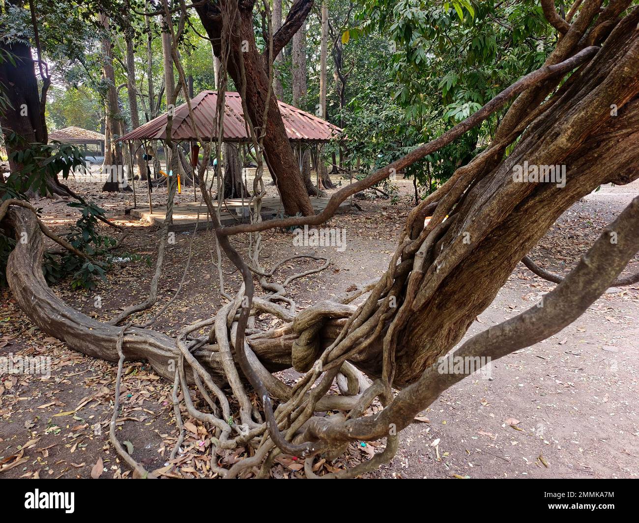 25 January 2023, Pune, India, Empress Botanical Garden, a green ...