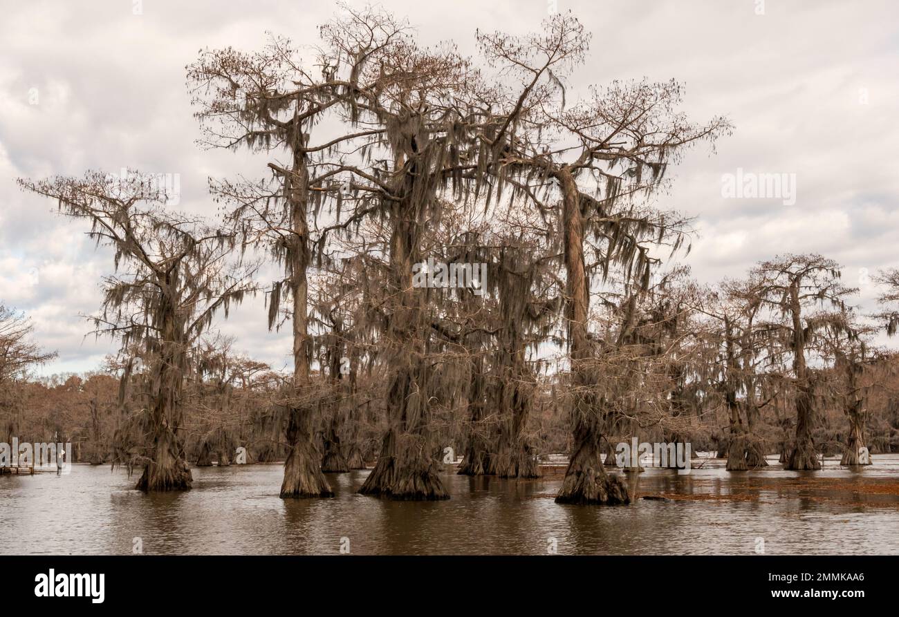 Beautiful cypress trees on Caddo Lake, Texas, on a winter morning Stock ...