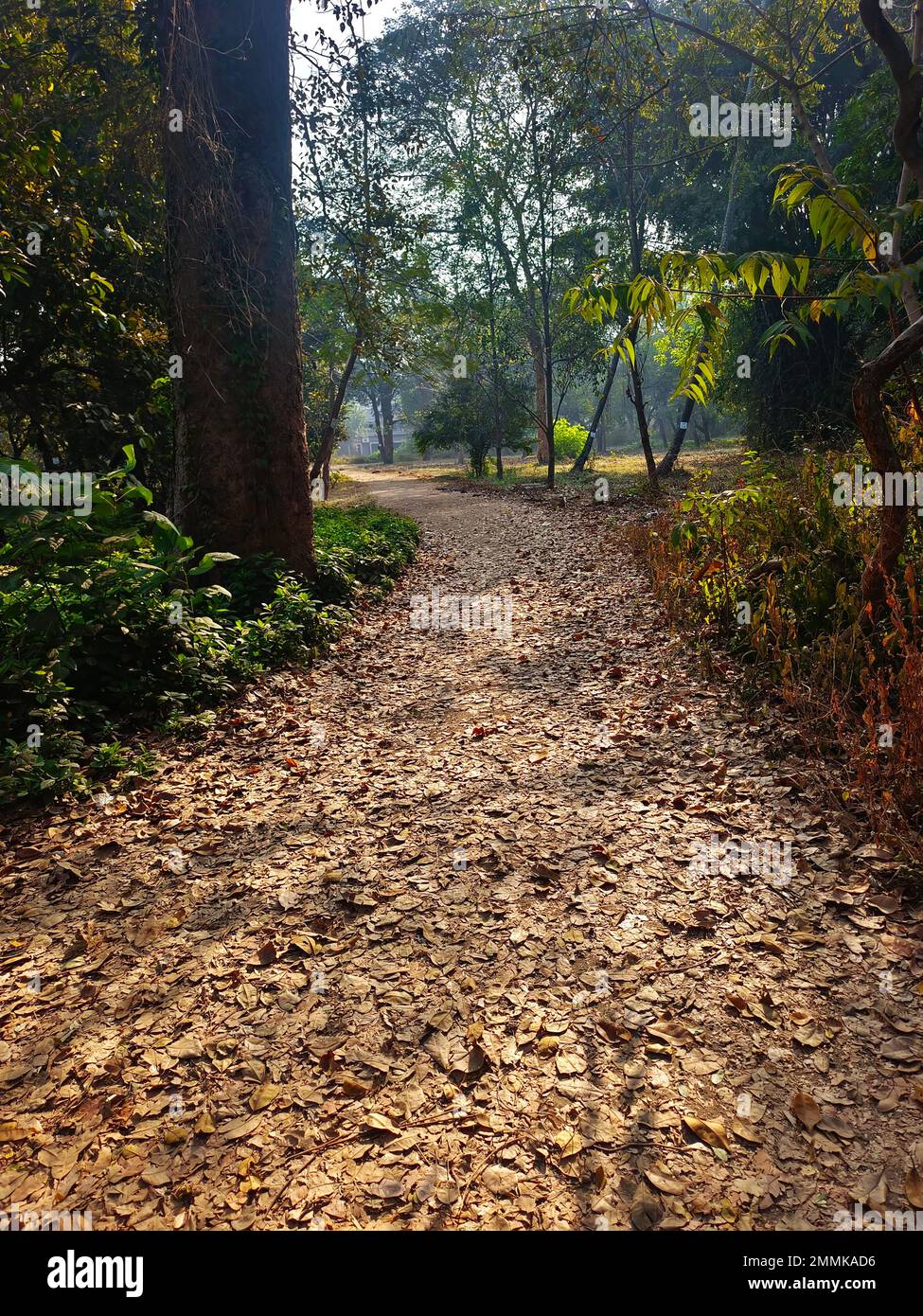 25 January 2023, Pune, India, Empress Botanical Garden, a green ...