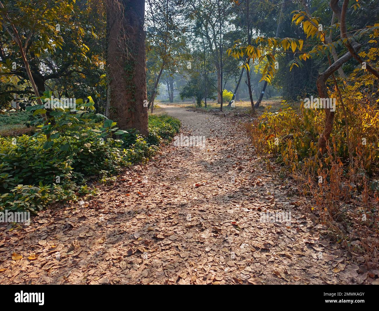 25 January 2023, Pune, India, Empress Botanical Garden, a green ...