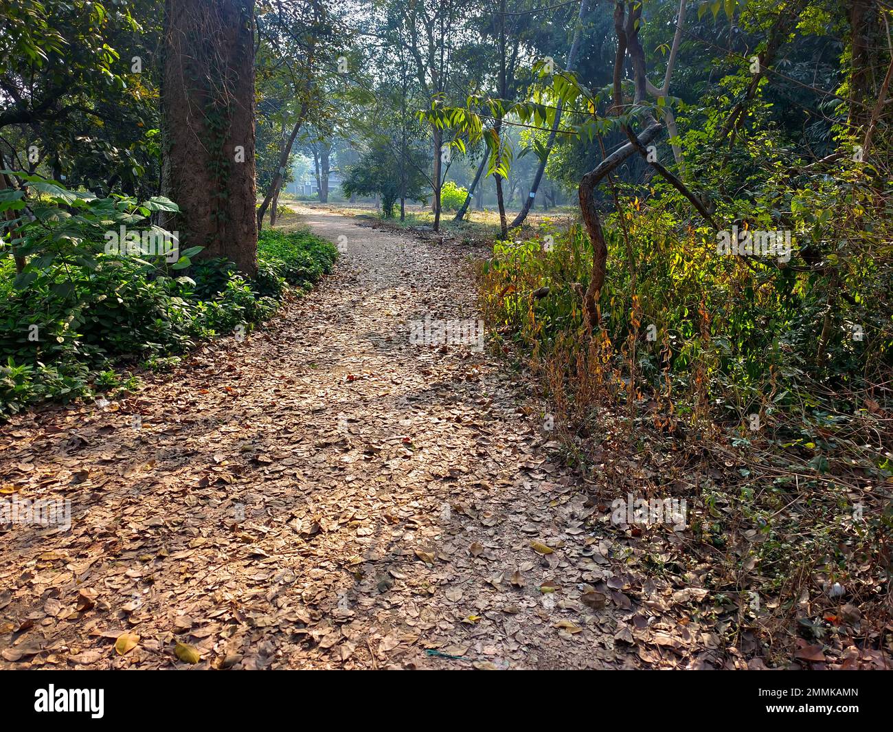 25 January 2023, Pune, India, Empress Botanical Garden, a green ...