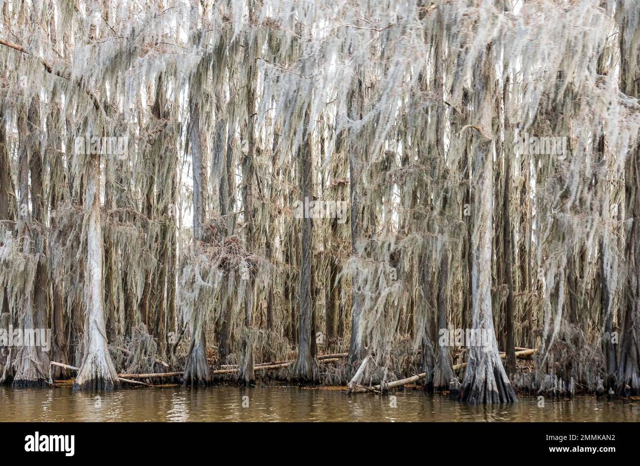 Beautiful cypress trees on Caddo Lake, Texas, on a winter morning Stock ...