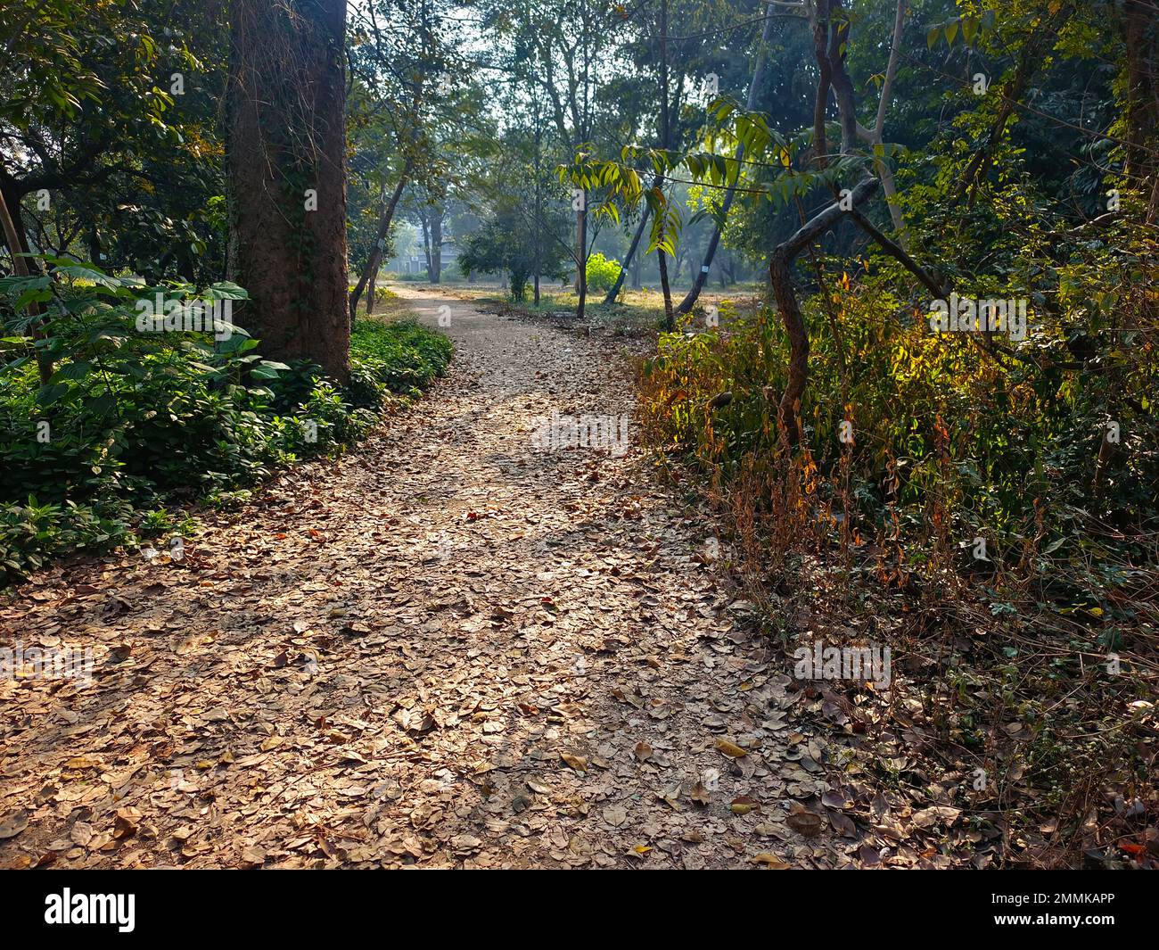 25 January 2023, Pune, India, Empress Botanical Garden, a green ...