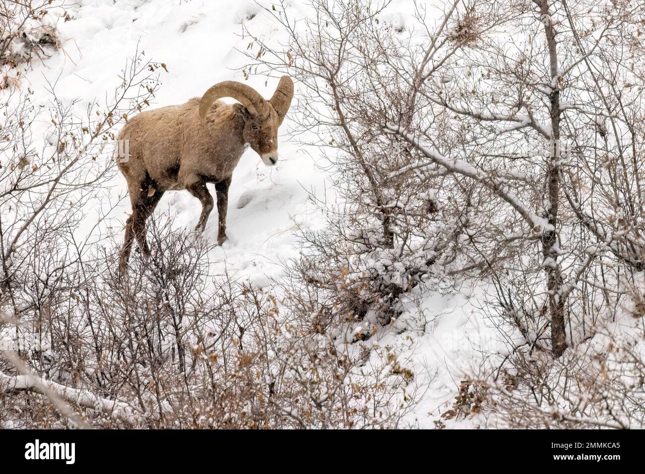 Male Rocky Mountain Bighorn Sheep in the snow (Ovis canadensis) in ...
