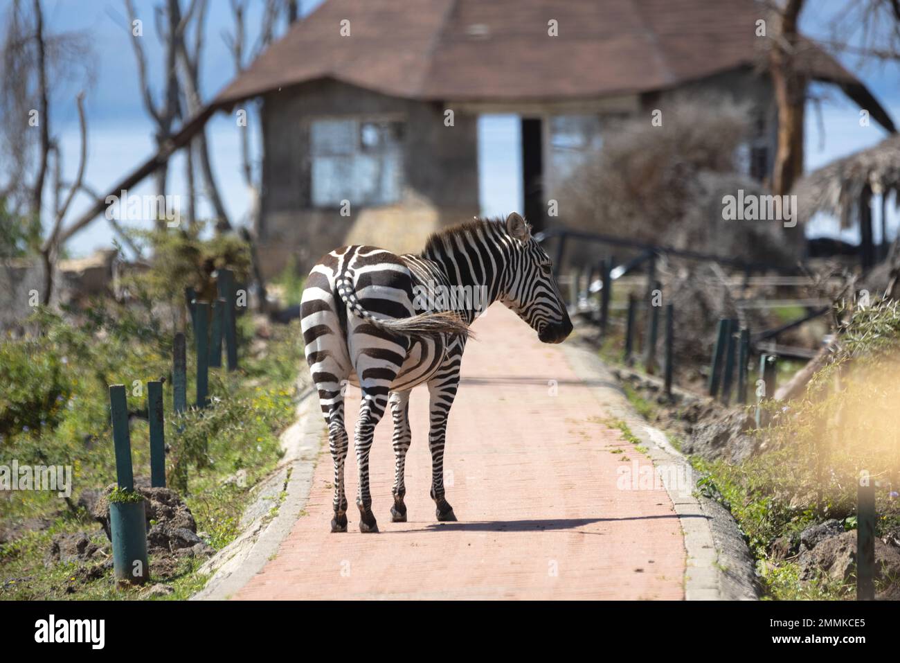 Kenyan grounds hi-res stock photography and images - Alamy