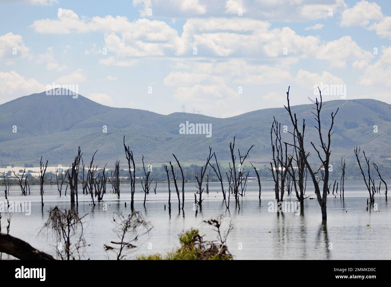 Trees in african lake hi-res stock photography and images - Alamy