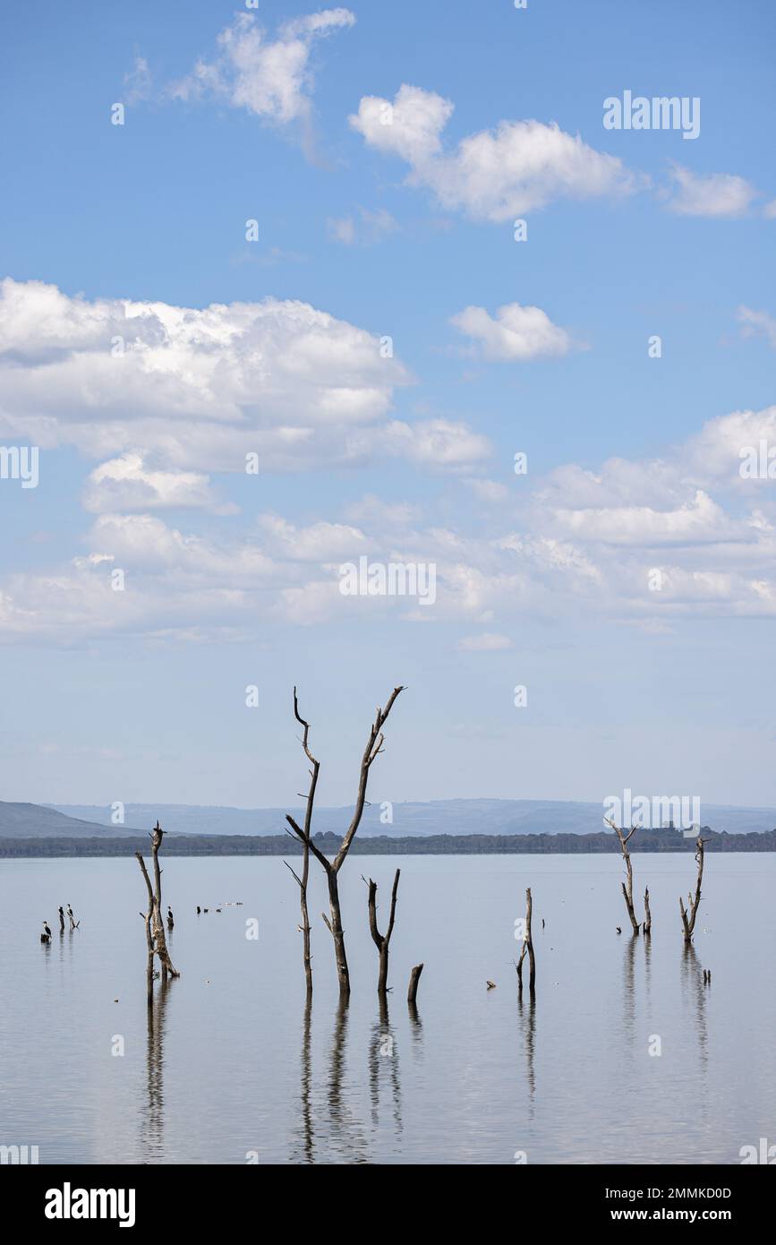 Dead trees in Lake Navaisha Stock Photo - Alamy