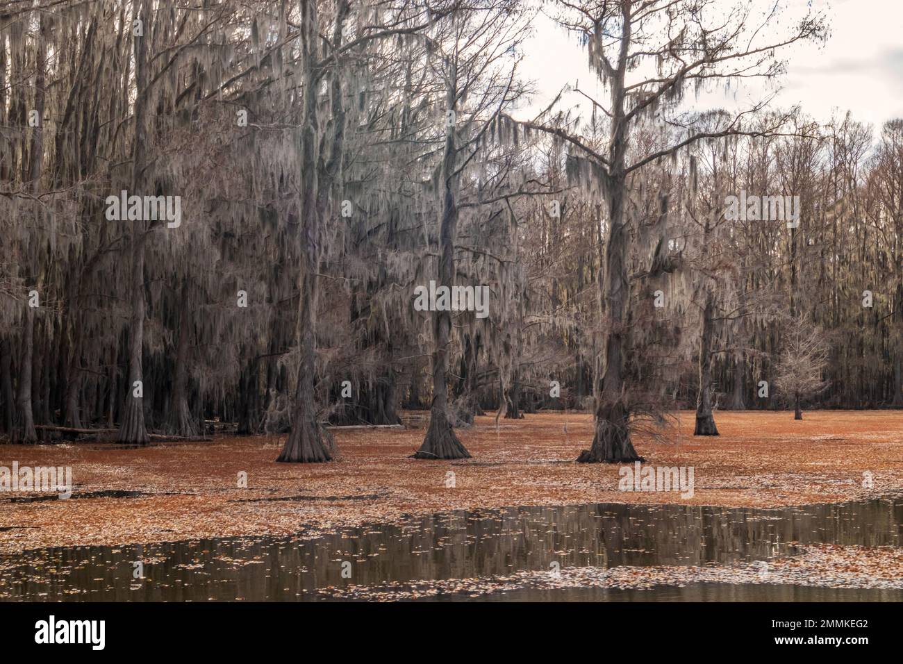 Beautiful cypress trees on Caddo Lake, Texas, on a winter morning Stock ...