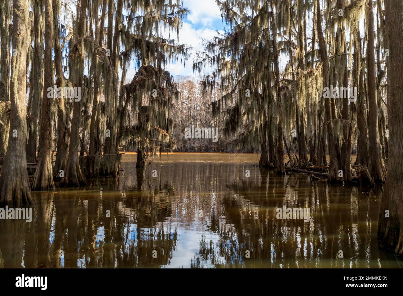 Beautiful cypress trees on Caddo Lake, Texas, on a winter morning Stock ...