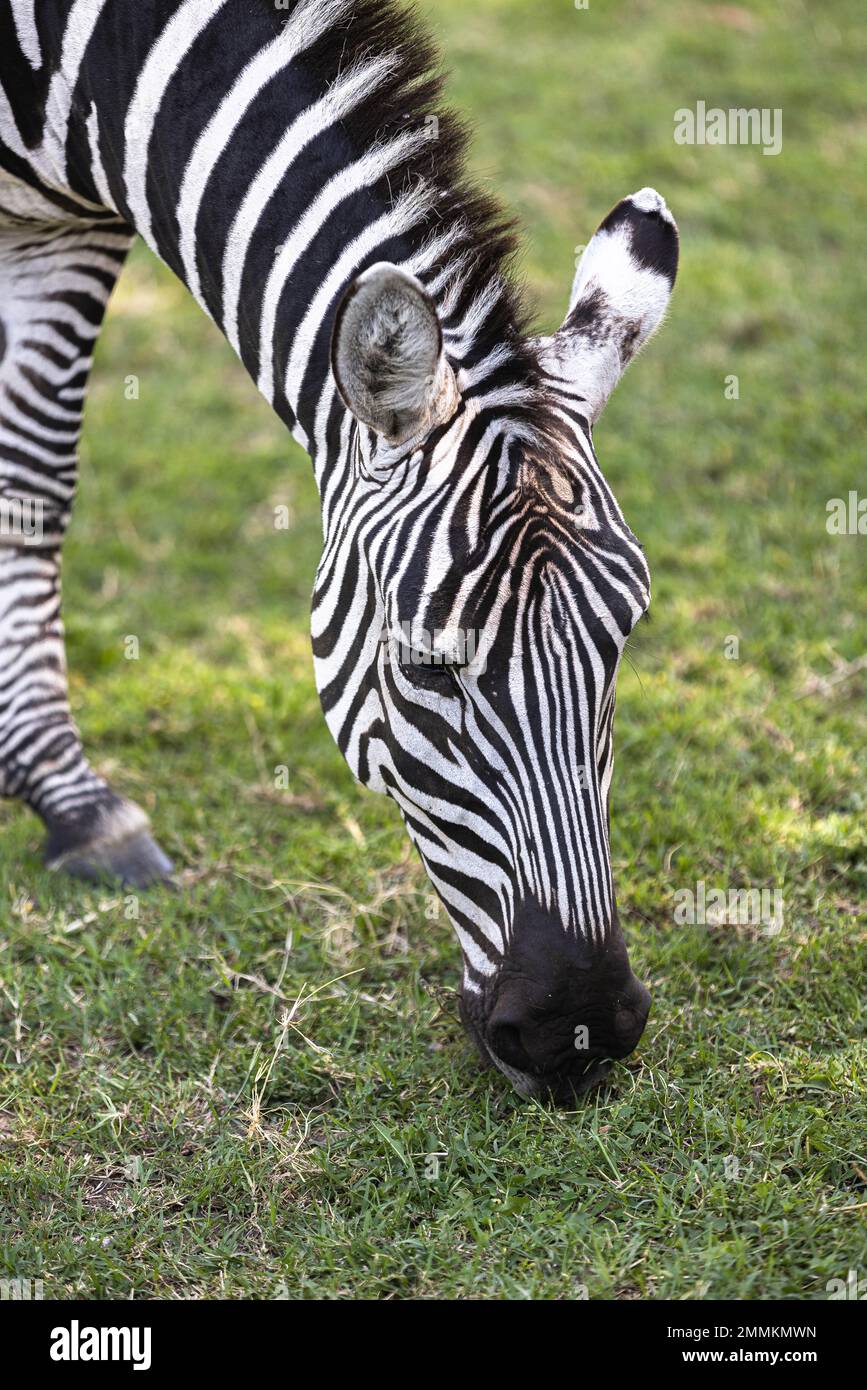 Zebra eats grass Stock Photo - Alamy